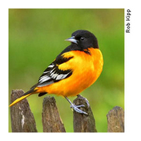 Massachusetts Audubon Oriole Project - SciStarter
