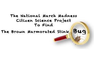 March Madness Citizen Science Project to Find BMSB - SciStarter