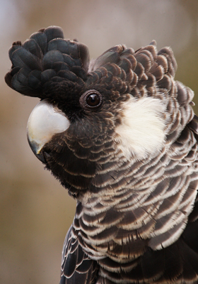 Carnaby's Black-Cockatoo Recovery Project - SciStarter