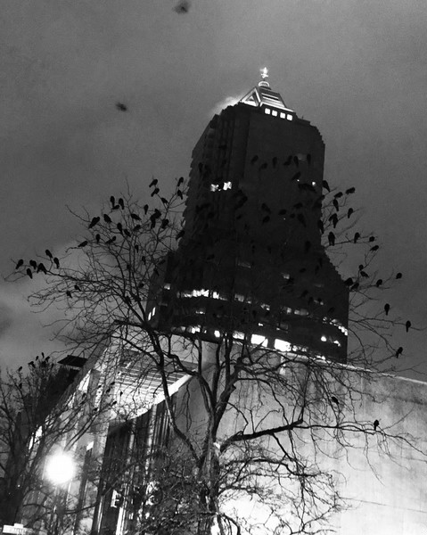 Portland Crow Roost - SciStarter