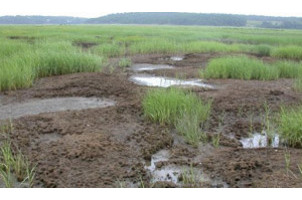 Community Wrack Monitoring Project - SciStarter