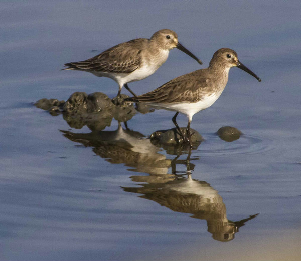 Annual Shorebird Survey - SciStarter