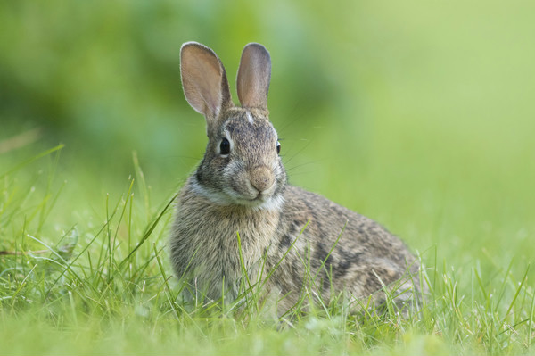 NH Rabbit Reports - SciStarter