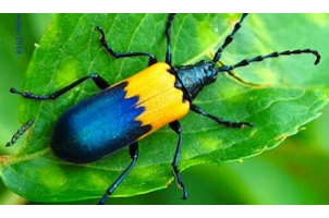 Where's the Elderberry Longhorn Beetle? - SciStarter