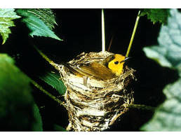 Wisconsin Breeding Bird Atlas Overview - SciStarter