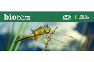 2016 National Parks BioBlitz - Montezuma Castle Invertebrate BioBlitz - SciStarter