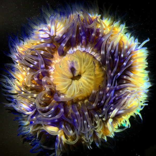 Invader ID - SciStarter