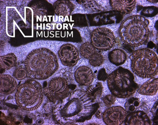 Miniature Fossils Magnified - SciStarter