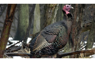 New Hampshire Turkey Observers - SciStarter