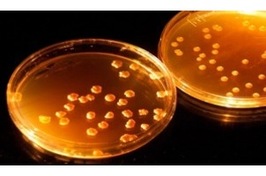 Petridish - SciStarter