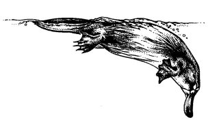 Report a Platypus project - SciStarter