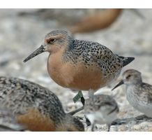 Delaware Shorebird Project - SciStarter