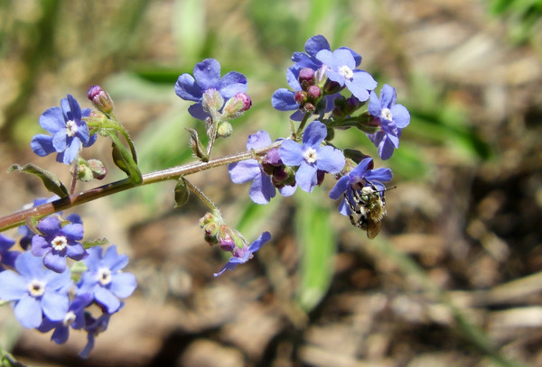 California Pollination Project - SciStarter