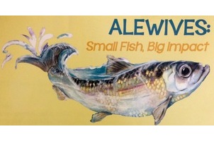 Alewives: "Stories from the Stream" - SciStarter