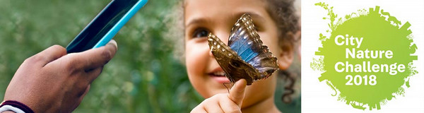 2018 City Nature Challenge At Crane Beach - SciStarter