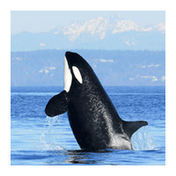Orca Project - SciStarter