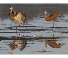 Wisconsin Breeding Bird Atlas Southeast Kickoff - SciStarter