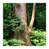 Seward Park Hemlock Tree Monitoring - SciStarter