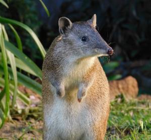 Bandicoot Sighting Register - SciStarter