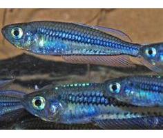 Ornate Rainbowfish Project - SciStarter