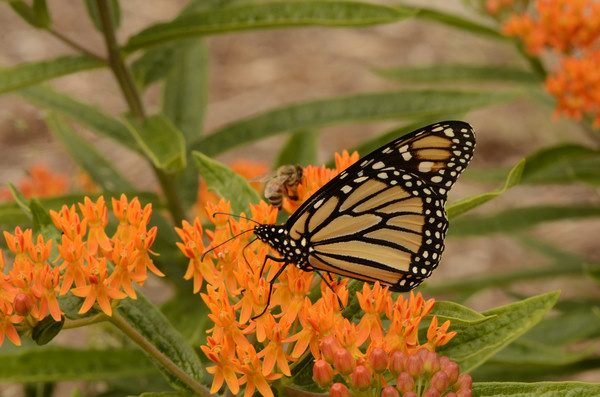 International Monarch Monitoring Blitz at HLF Farm - SciStarter