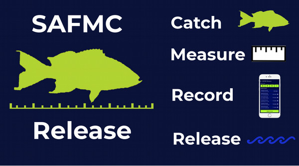 SAFMC Scamp Release - SciStarter