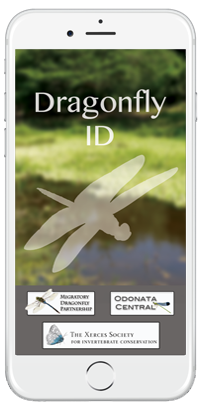 Dragonfly ID App - SciStarter