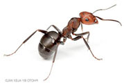Ant Collecting Kit - SciStarter
