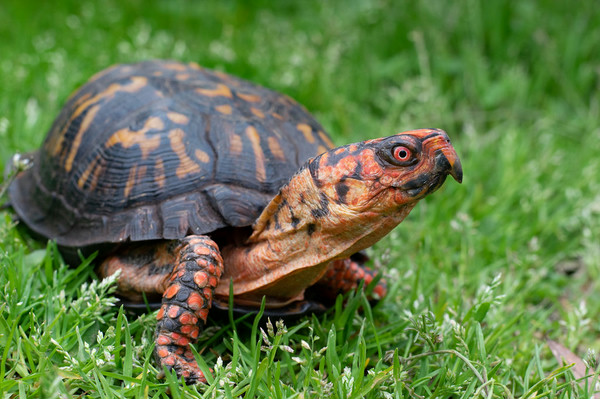 Triangle Turtle Trekkers SciStarter