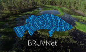Training artificial intelligence to identify tropical freshwater fish ...