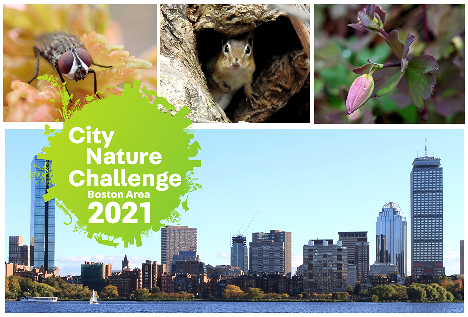 Biodiversity Where You Are: Boston Area City Nature Challenge - SciStarter