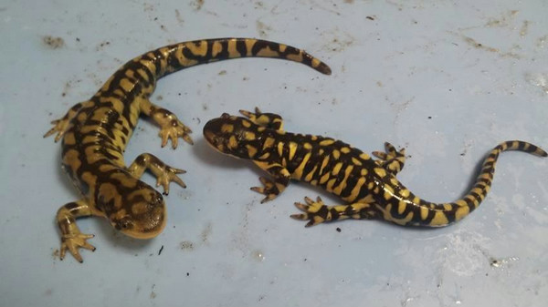 Nebraska Amphibian Monitoring: Salamanders- Project Training Workshop ...