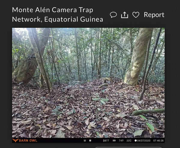 Instant Wild: Monte Alén Camera Trap Network, Equatorial Guinea ...