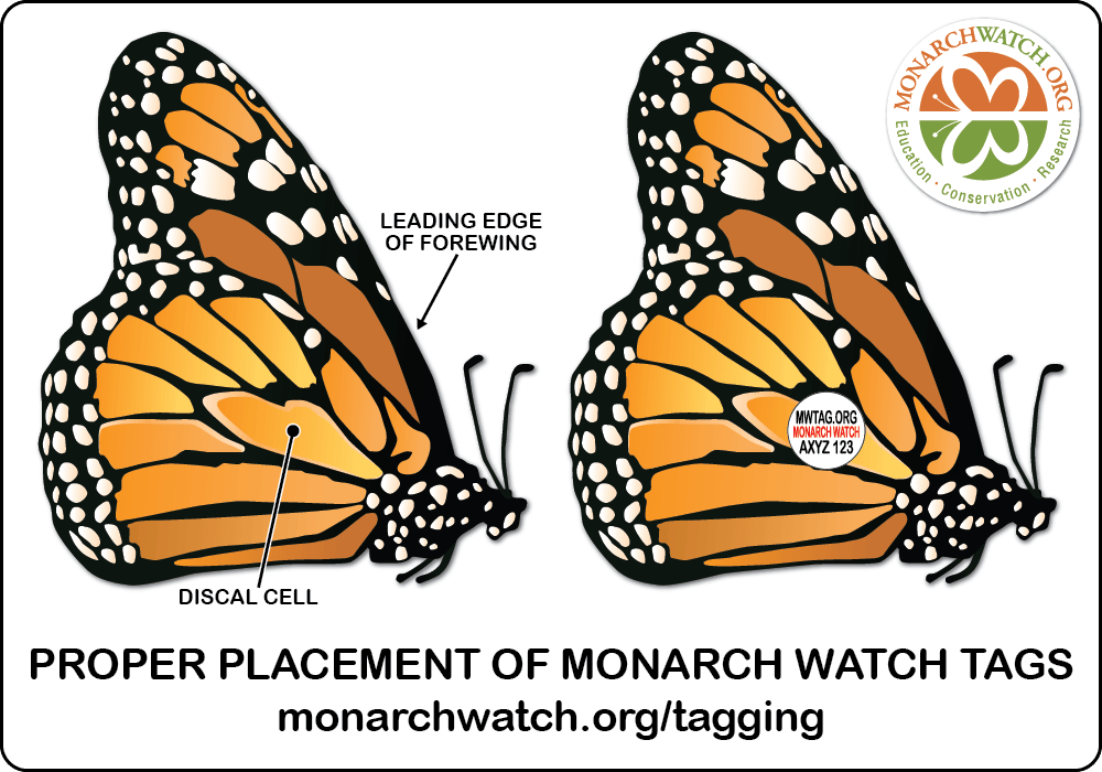 Monarch Watch Tagging Program - SciStarter