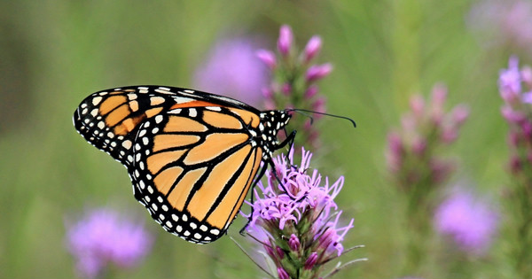 Observing Monarch Butterflies, For Science - SciStarter
