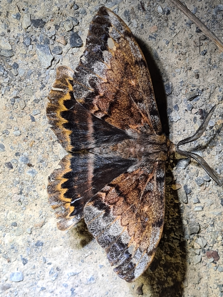 2023 City Nature Challenge - Greater Melbourne - SciStarter