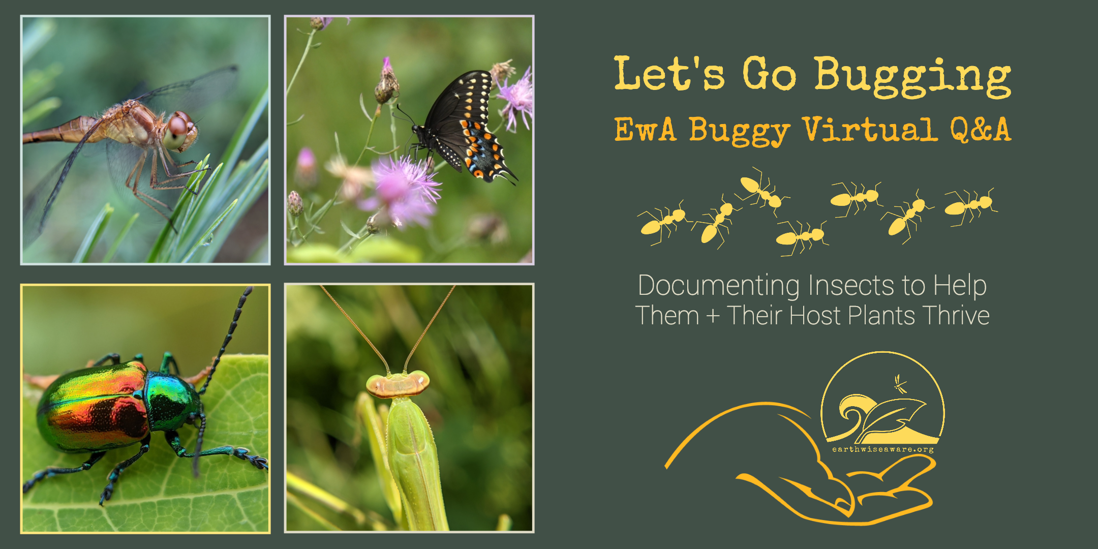 Let's Go Bugging! EwA Buggy Virtual Q&A - SciStarter
