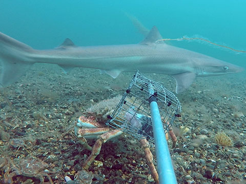 Project SIARC - SciStarter