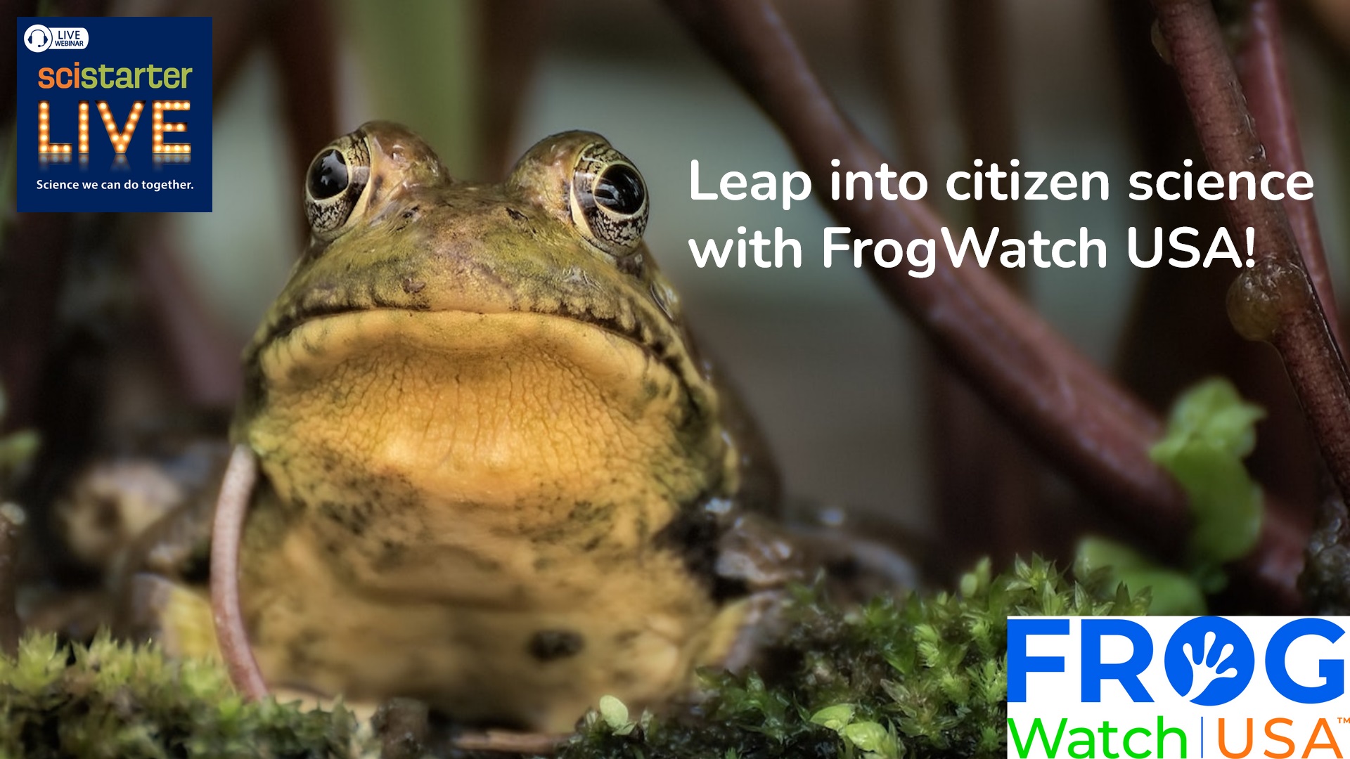 SciStarter LIVE: Leap into Frogwatch USA! - SciStarter