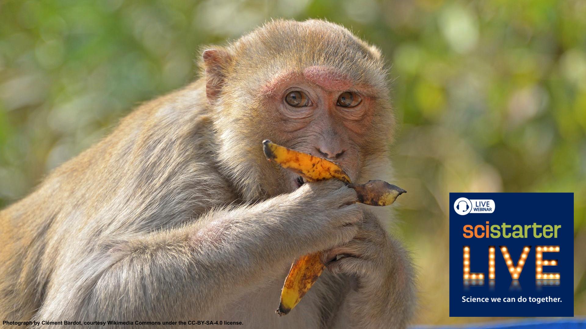 SciStarter LIVE: Peel back the mystery of monkey behavior with Monkey ...