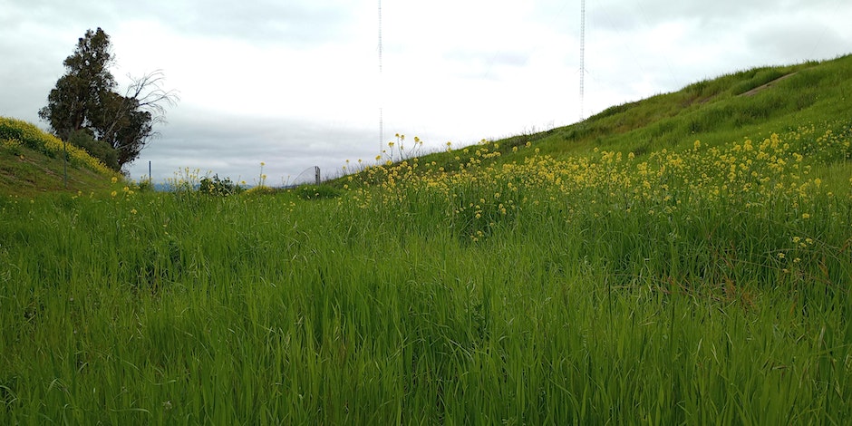 Coyote Meadows Winter BioBlitz - SciStarter