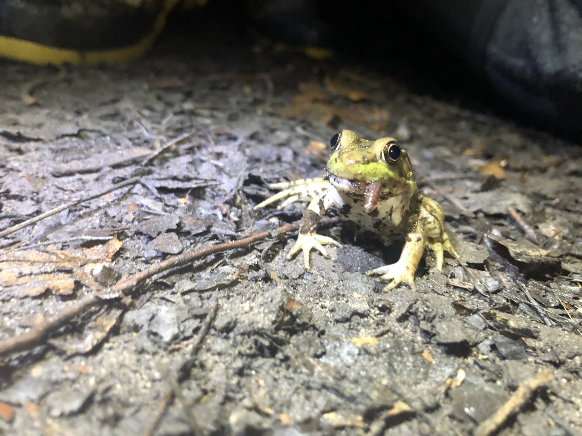 Citizen Science Night: Frog Watch Hike at Blandford Nature Center ...