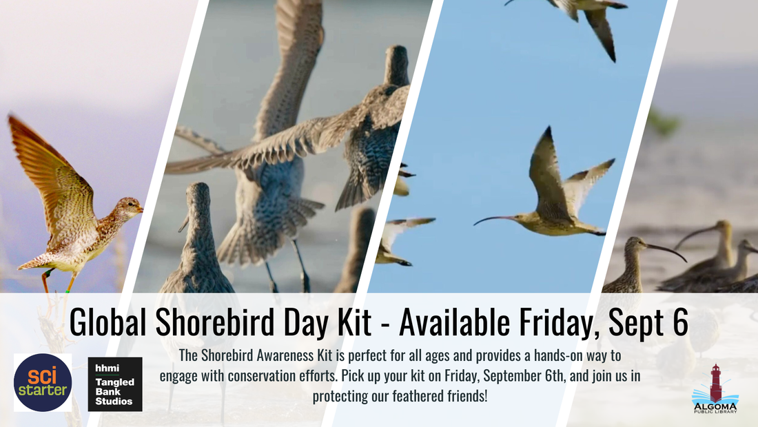 Global Shorebird Day Kit - SciStarter