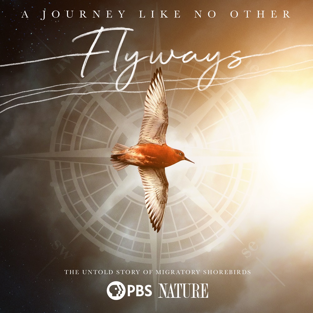 Flyways Watch Party - SciStarter