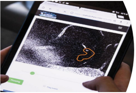 How to Catch a Stall and Other Citizen Science Projects for Your Brain ...