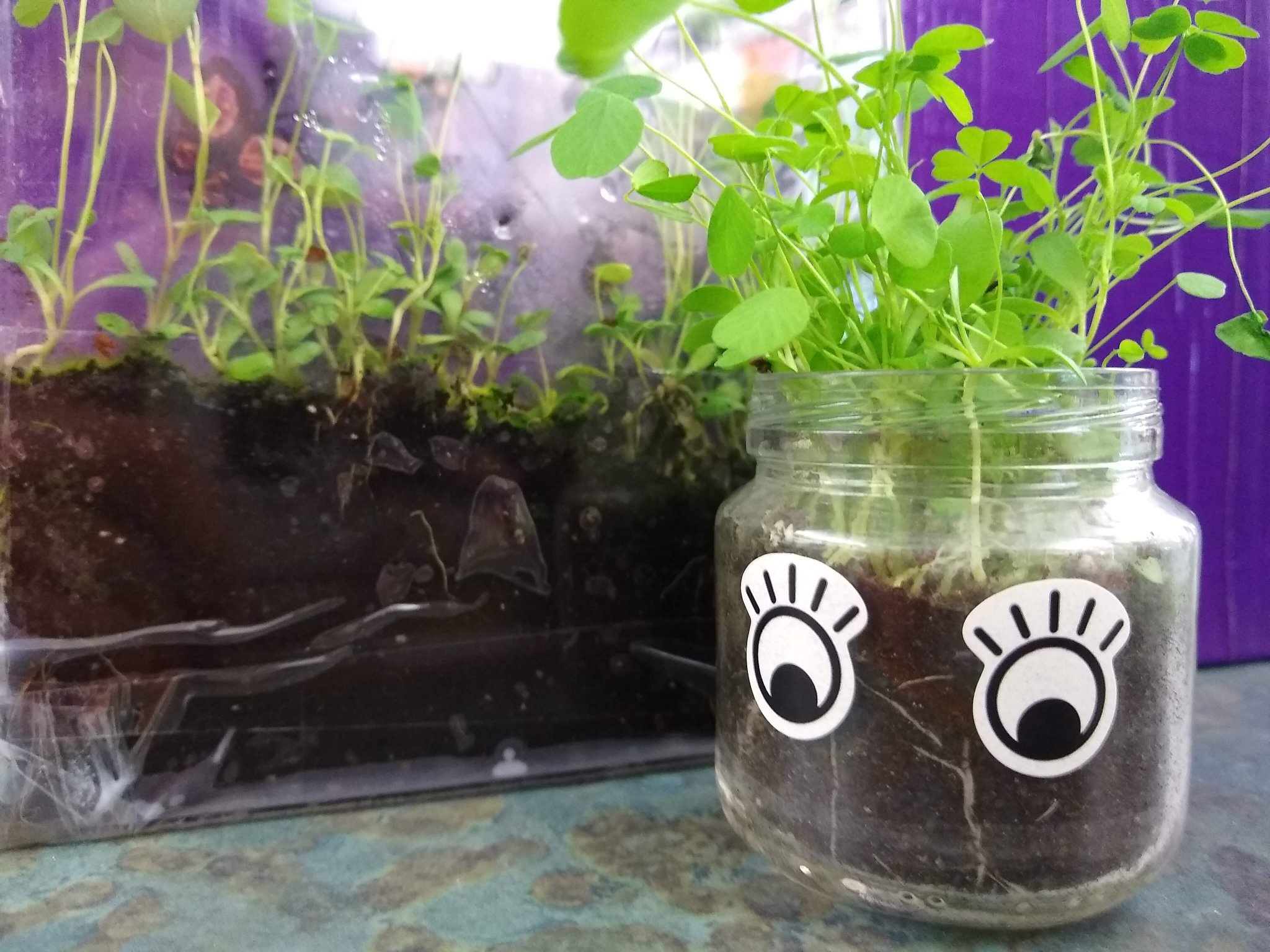 Recycled Mini Gardens at Putnam County Public Library - SciStarter