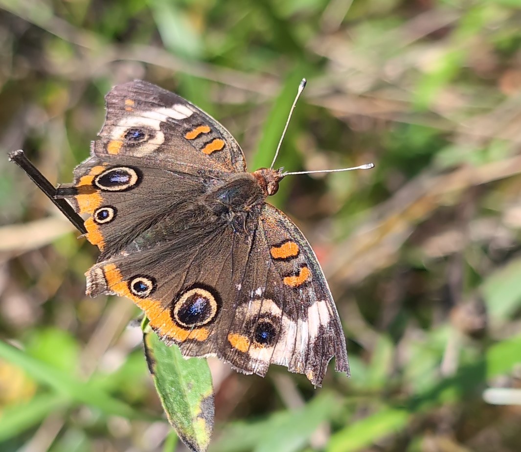 Intro to Citizen Science @ Howard County Conservancy's Open House ...