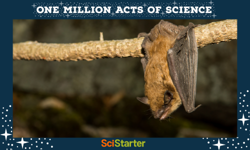 Bat-tastic Science: Count Bats for Conservation! - SciStarter