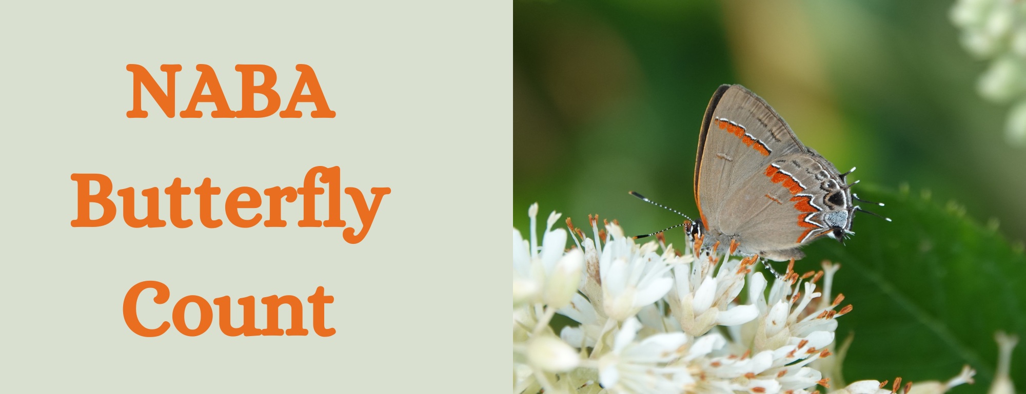 NABA Butterfly Count - SciStarter