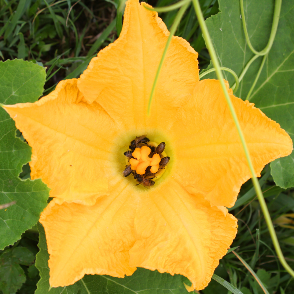 1000 Hours Outside: World Bee Day Event - SciStarter